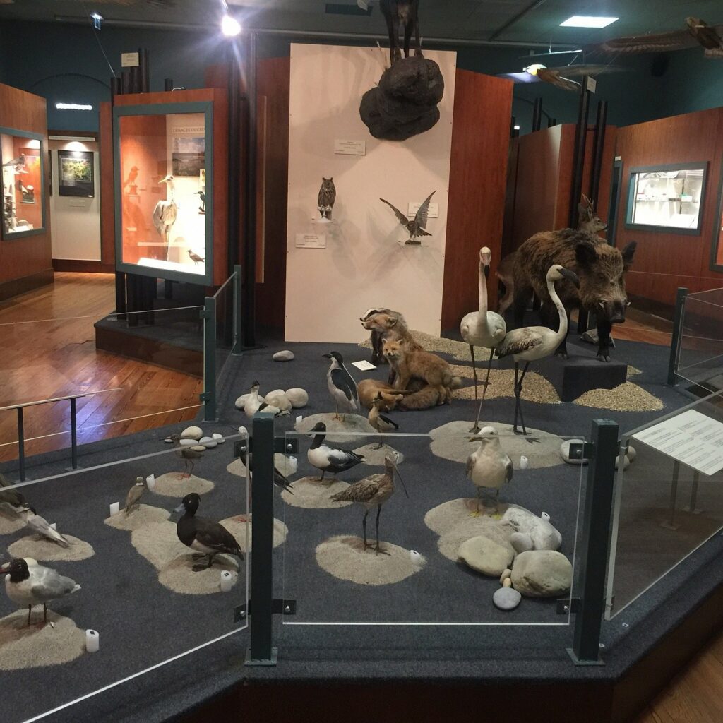 Musées de Nice : des musées niçois pour tous